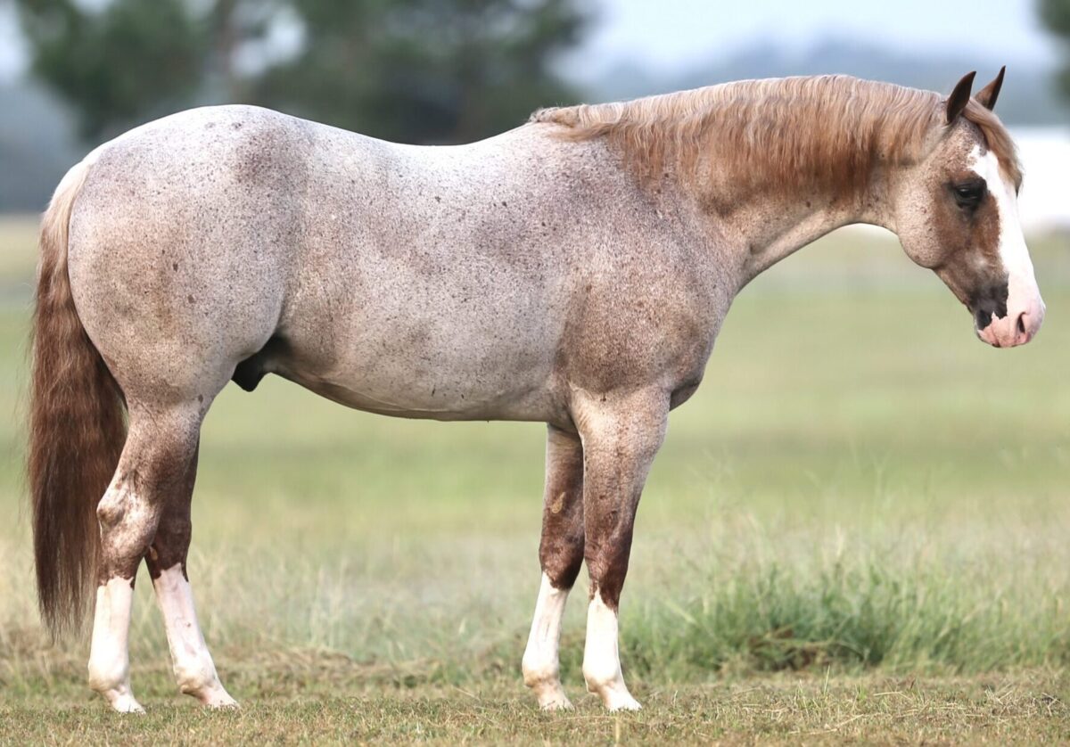 Stallion List – IN FOAL PARTNERS QUARTER HORSE STALLIONS