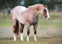 METALLIC CATTACK - IN FOAL PARTNERS QUARTER HORSE STALLIONS
