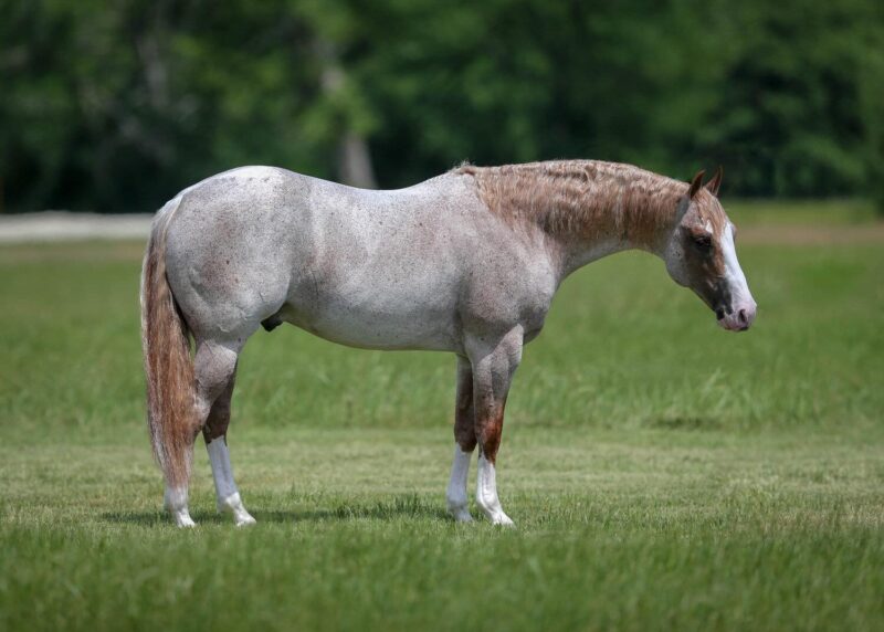 METALLIC CATTACK - IN FOAL PARTNERS QUARTER HORSE STALLIONS