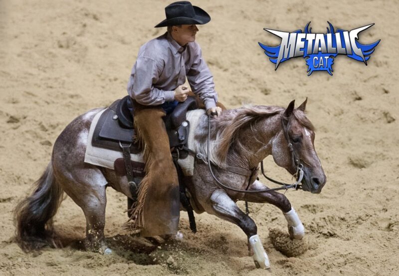 Stallion List – IN FOAL PARTNERS QUARTER HORSE STALLIONS