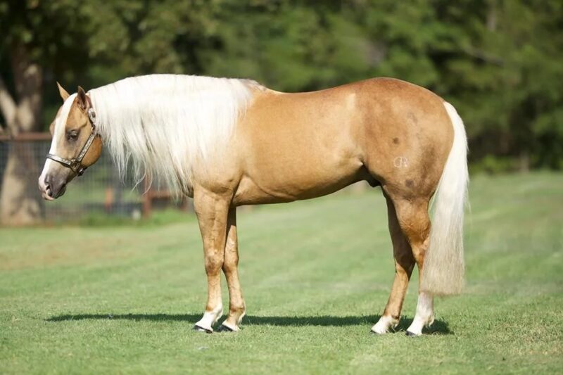 WIMPYS LITTLECOLONEL - IN FOAL PARTNERS QUARTER HORSE STALLIONS