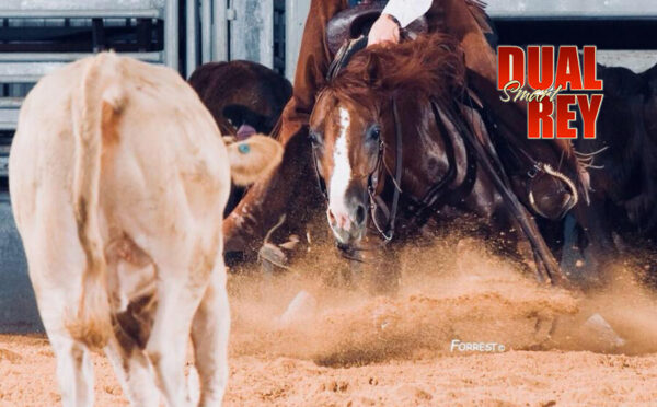 Stallion List - IN FOAL PARTNERS QUARTER HORSE STALLIONS