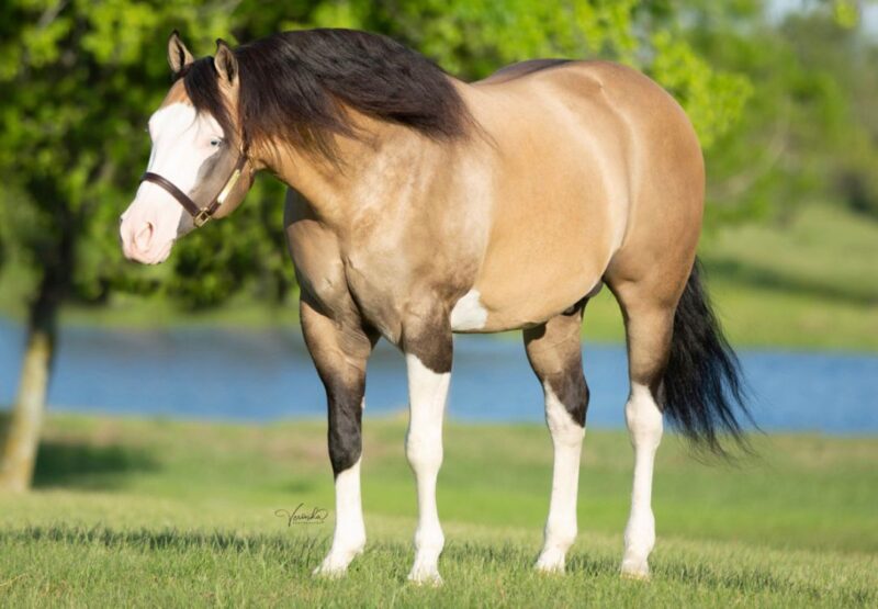 GUNNER DUN IT AGAIN - IN FOAL PARTNERS QUARTER HORSE STALLIONS