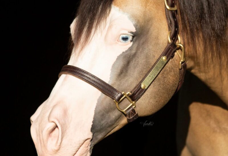 GUNNER DUN IT AGAIN - IN FOAL PARTNERS QUARTER HORSE STALLIONS