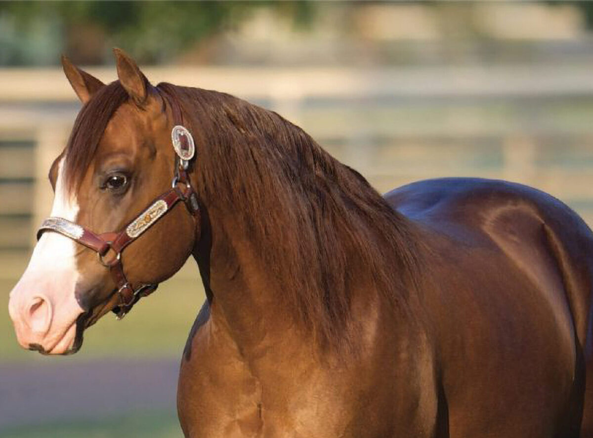 GUNNATRASHYA - IN FOAL PARTNERS QUARTER HORSE STALLIONS