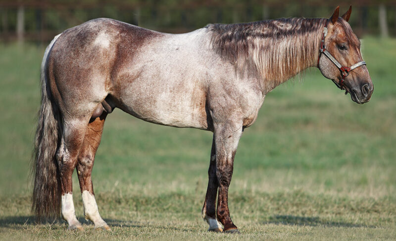METALLIC CAT - IN FOAL PARTNERS QUARTER HORSE STALLIONS