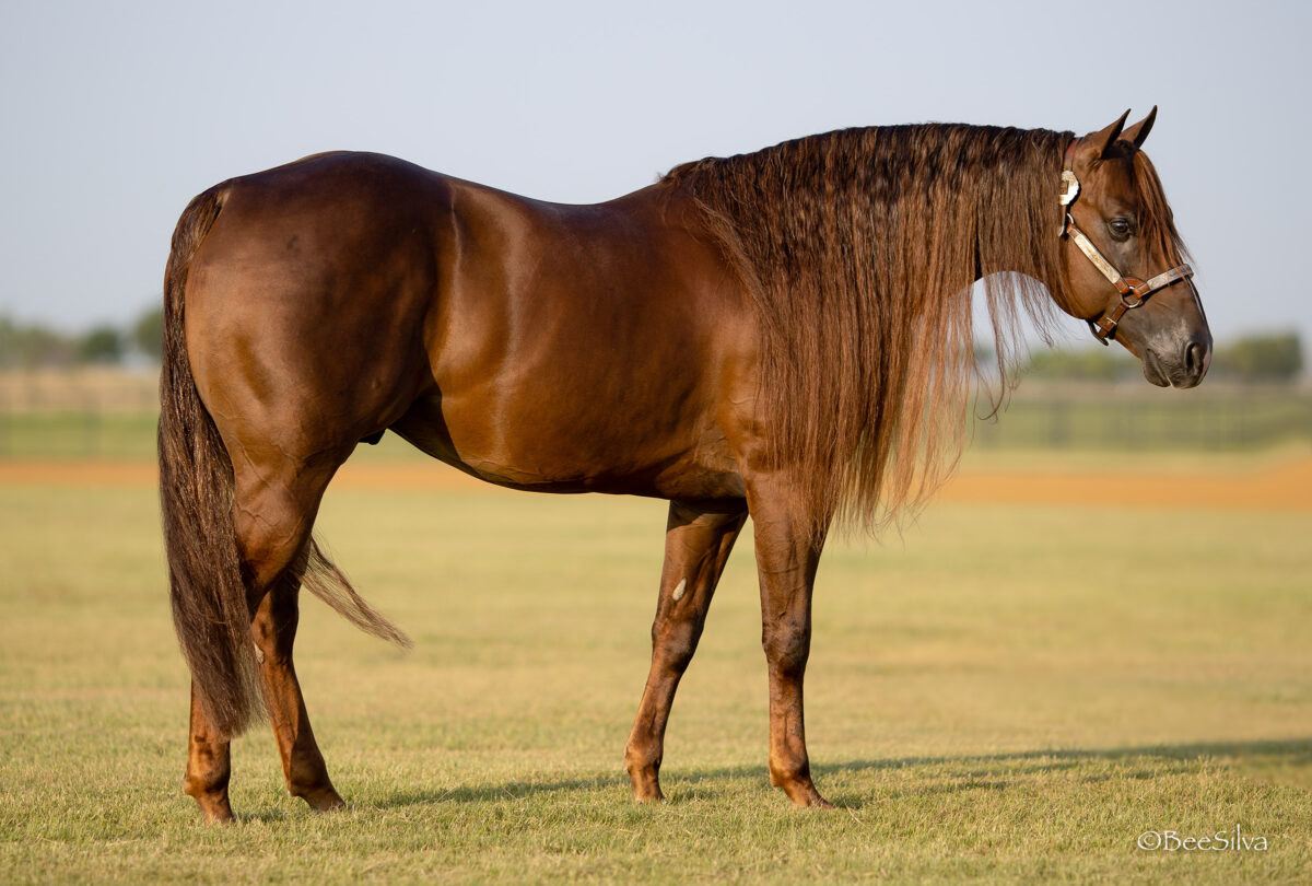 Stallion List - IN FOAL PARTNERS QUARTER HORSE STALLIONS