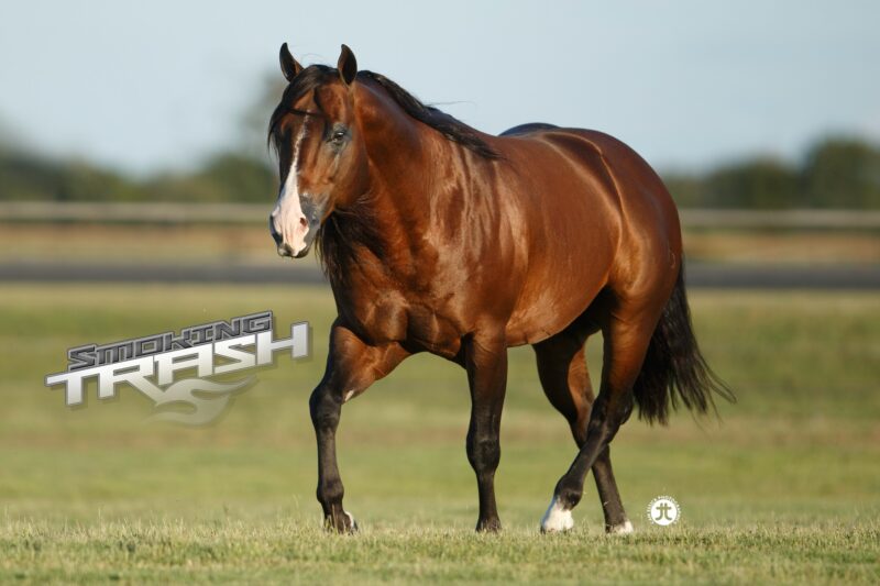 Stallion List - IN FOAL PARTNERS QUARTER HORSE STALLIONS