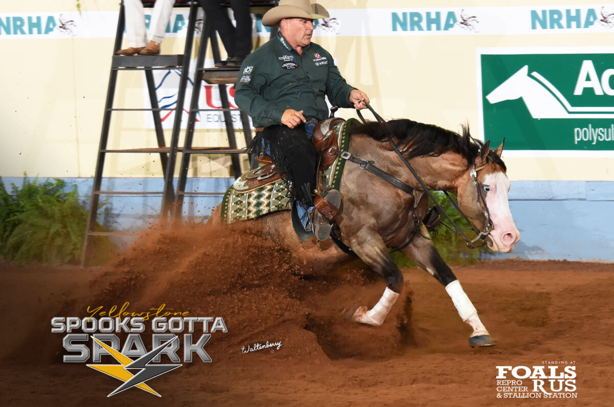 SPOOKS GOTTA SPARK - IN FOAL PARTNERS QUARTER HORSE STALLIONS