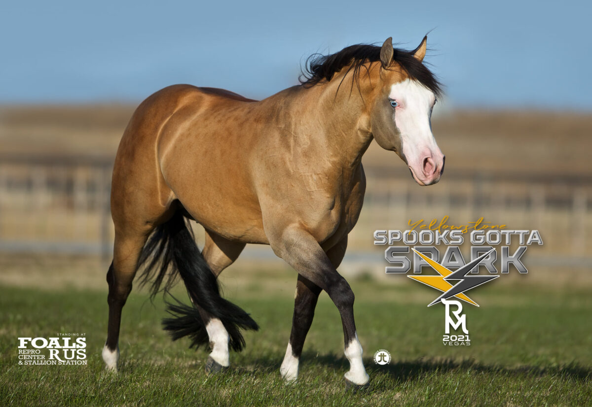 SPOOKS GOTTA SPARK - IN FOAL PARTNERS QUARTER HORSE STALLIONS