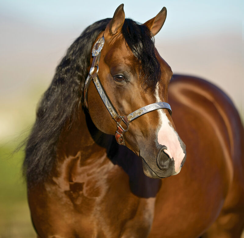 IFWHIZSWEREGUNS - IN FOAL PARTNERS QUARTER HORSE STALLIONS