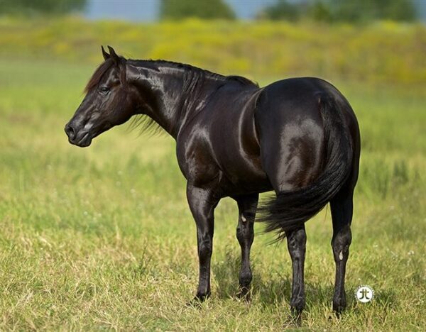 A VINTAGE SMOKE - IN FOAL PARTNERS QUARTER HORSE STALLIONS