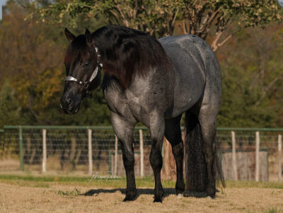 HASHTAGS - IN FOAL PARTNERS QUARTER HORSE STALLIONS