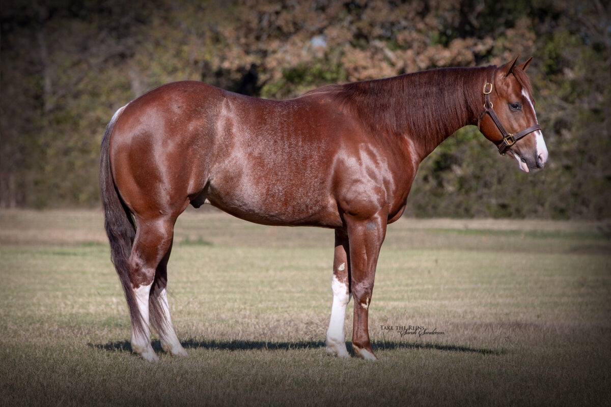 DUAL REYISH - IN FOAL PARTNERS QUARTER HORSE STALLIONS