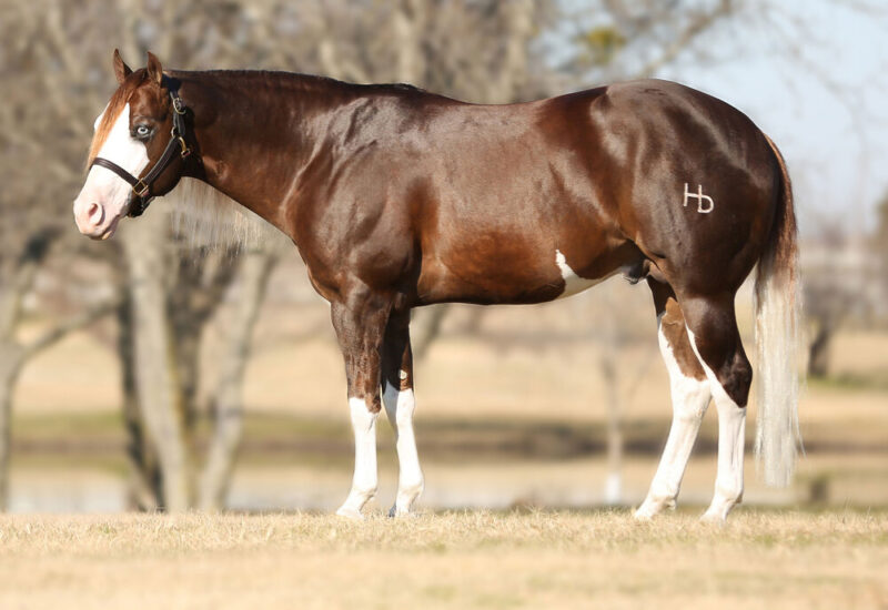 INFERNO SIXTY SIX - IN FOAL PARTNERS QUARTER HORSE STALLIONS
