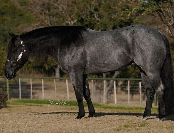 HASHTAGS - IN FOAL PARTNERS QUARTER HORSE STALLIONS