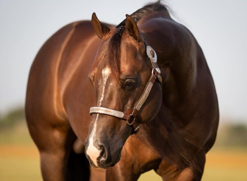 GUNNABEABIGTIME - IN FOAL PARTNERS QUARTER HORSE STALLIONS