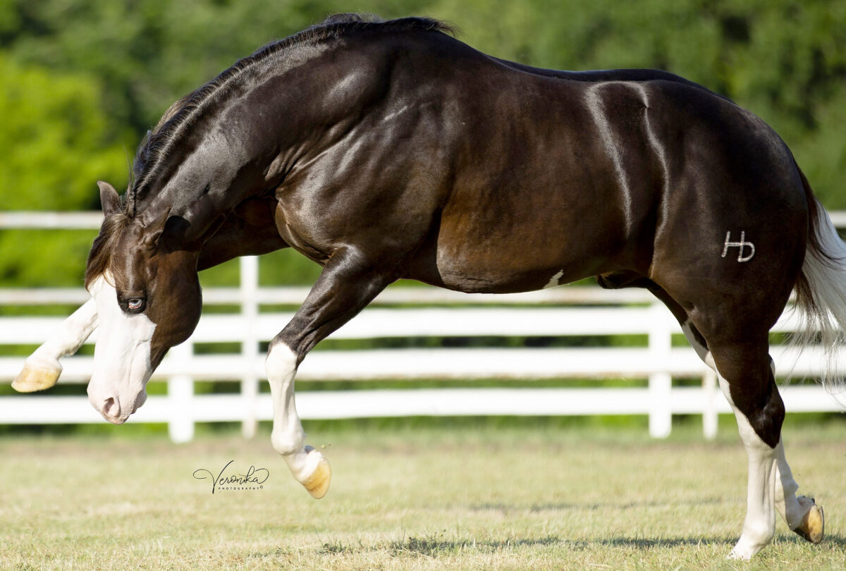 Stallion List - IN FOAL PARTNERS QUARTER HORSE STALLIONS