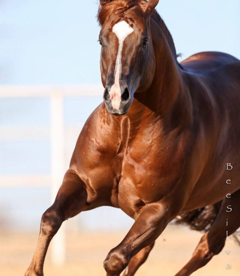 RUF LIL MAGNUM - IN FOAL PARTNERS QUARTER HORSE STALLIONS