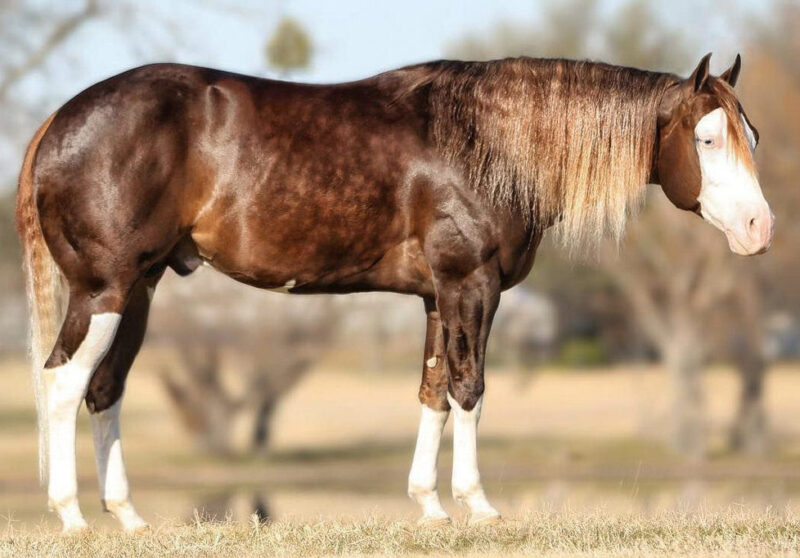 INFERNO SIXTY SIX - IN FOAL PARTNERS QUARTER HORSE STALLIONS