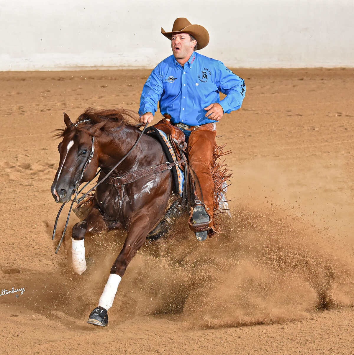 MR ROYAL HOLLYWOOD - IN FOAL PARTNERS QUARTER HORSE STALLIONS