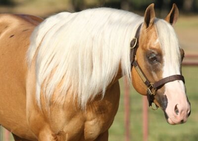 SHINE CHIC SHINE - IN FOAL PARTNERS QUARTER HORSE STALLIONS