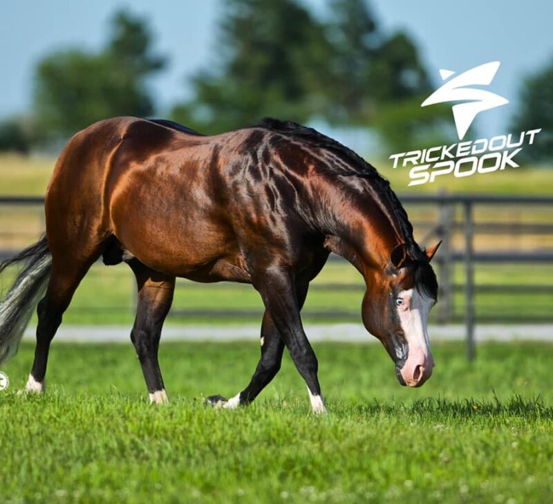 TRICKED OUT SPOOK - IN FOAL PARTNERS QUARTER HORSE STALLIONS