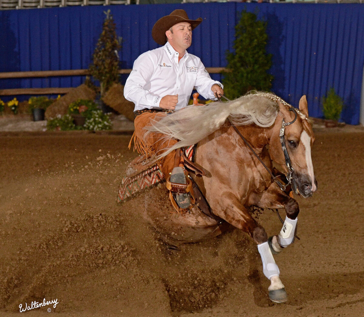 PLATINUM VINTAGE - IN FOAL PARTNERS QUARTER HORSE STALLIONS