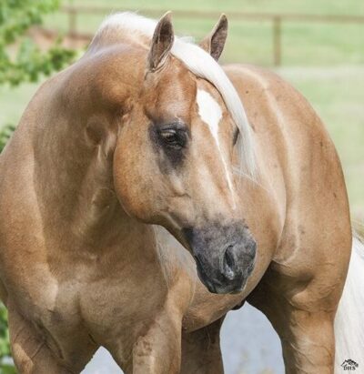 SHINERS VOODOO DR - IN FOAL PARTNERS QUARTER HORSE STALLIONS