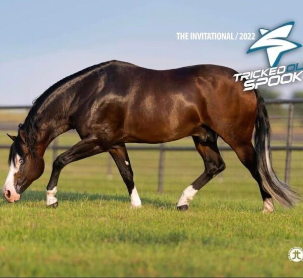 TRICKED OUT SPOOK - IN FOAL PARTNERS QUARTER HORSE STALLIONS