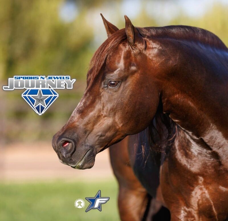 SPOOKS N JEWELS - IN FOAL PARTNERS QUARTER HORSE STALLIONS