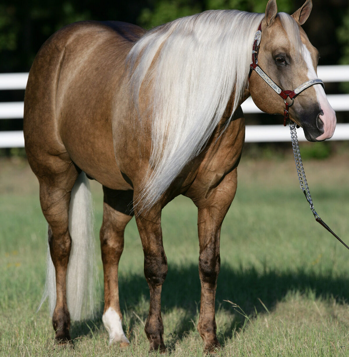 WIMPYS LITTLE STEP - IN FOAL PARTNERS QUARTER HORSE STALLIONS