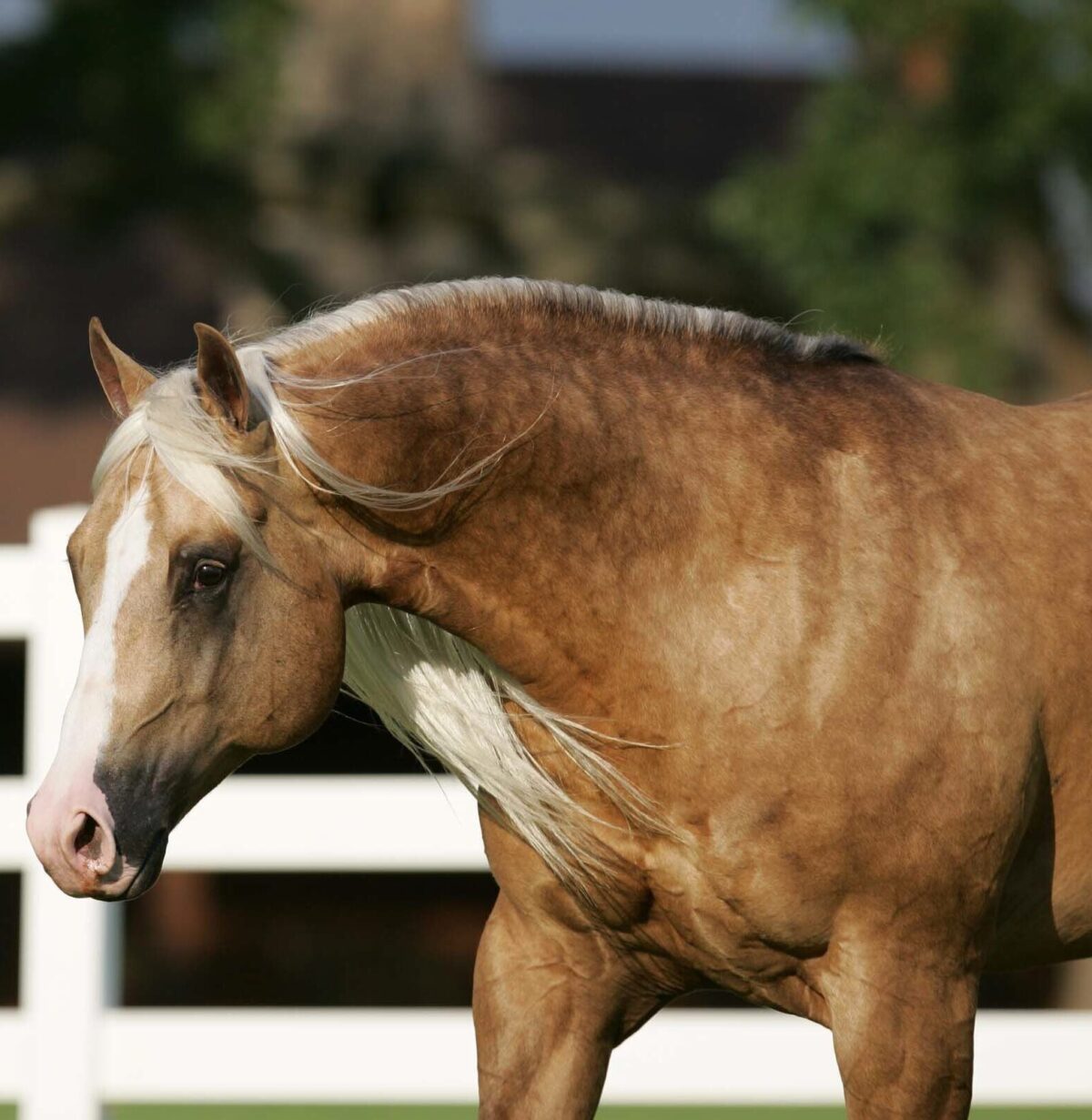 WIMPYS LITTLE STEP - IN FOAL PARTNERS QUARTER HORSE STALLIONS