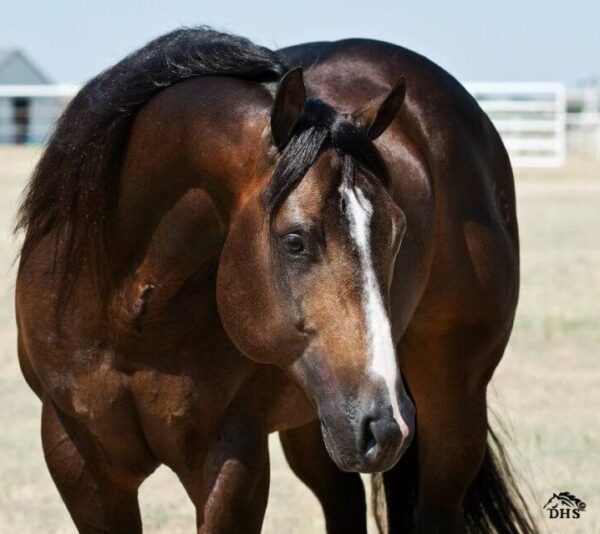 WIMPYSNEEDSACOCKTAIL - IN FOAL PARTNERS QUARTER HORSE STALLIONS