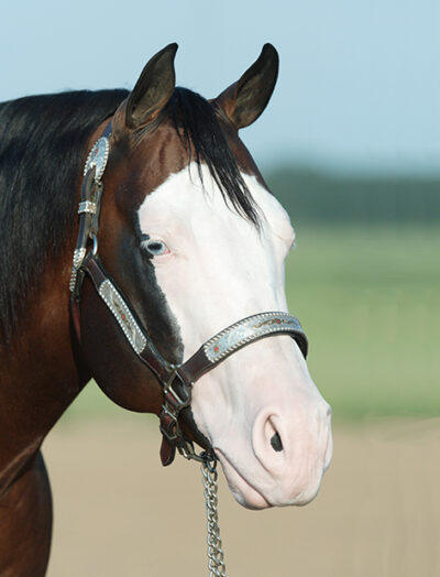SPOOKS GOTTA GUN - IN FOAL PARTNERS QUARTER HORSE STALLIONS