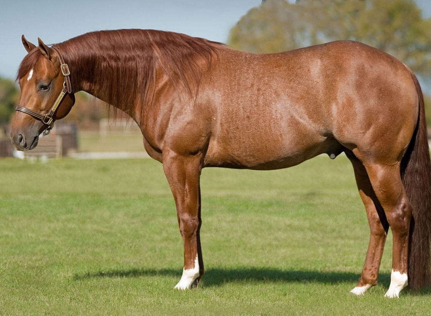 Reining – IN FOAL PARTNERS QUARTER HORSE STALLIONS