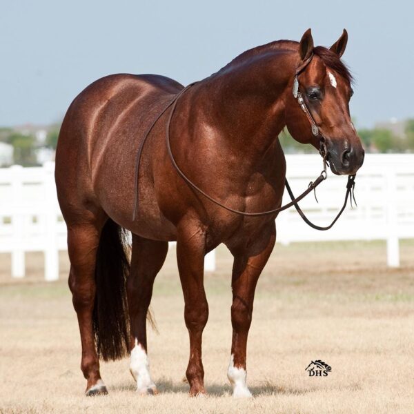 ELECTRIC CODE - IN FOAL PARTNERS QUARTER HORSE STALLIONS