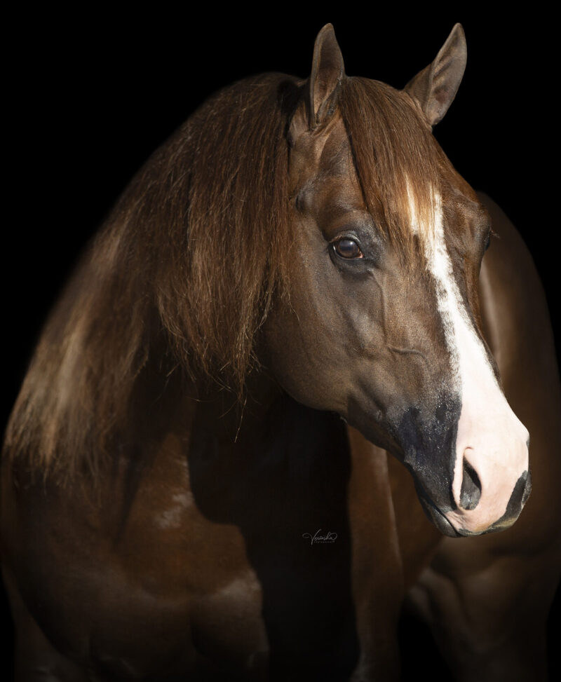 MR FARENHEIT - IN FOAL PARTNERS QUARTER HORSE STALLIONS