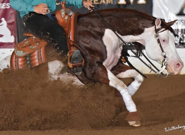 EPIC TITAN - IN FOAL PARTNERS QUARTER HORSE STALLIONS