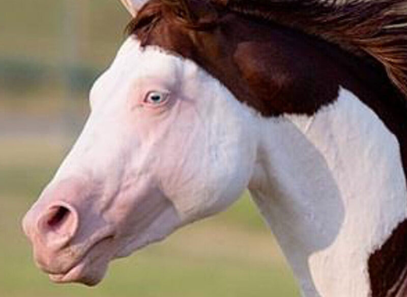 EPIC TITAN - IN FOAL PARTNERS QUARTER HORSE STALLIONS