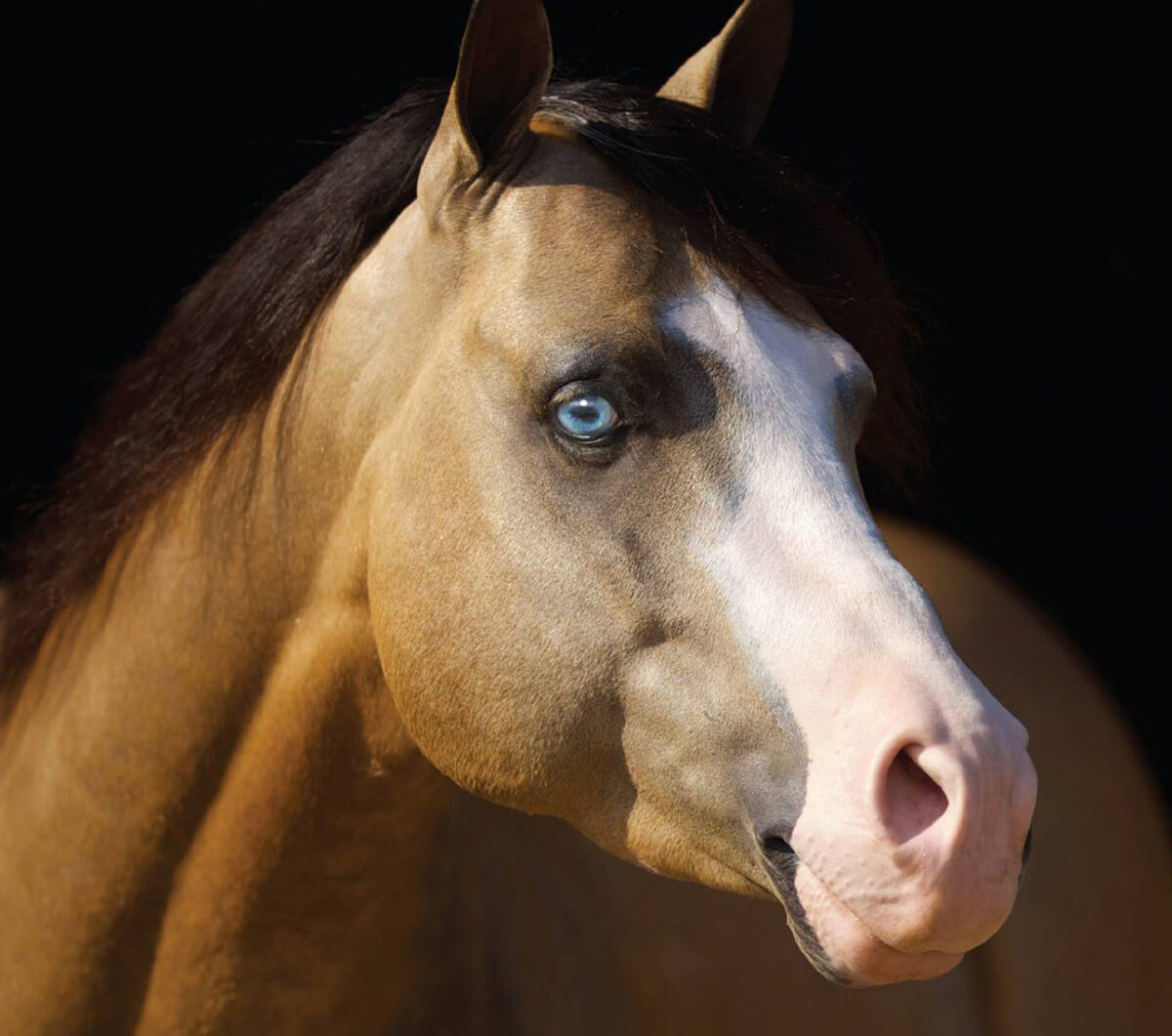 HF MOBSTER - IN FOAL PARTNERS QUARTER HORSE STALLIONS