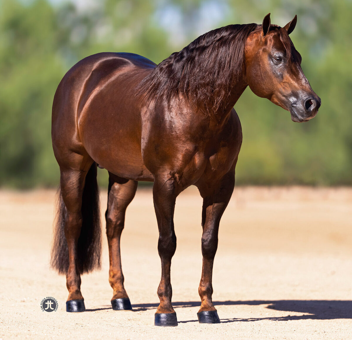 SPOOKS N JEWELS - IN FOAL PARTNERS QUARTER HORSE STALLIONS