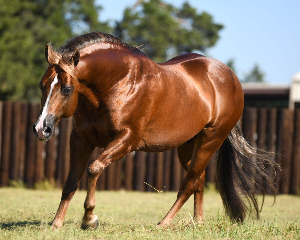 IN LIKE FLINN - IN FOAL PARTNERS QUARTER HORSE STALLIONS