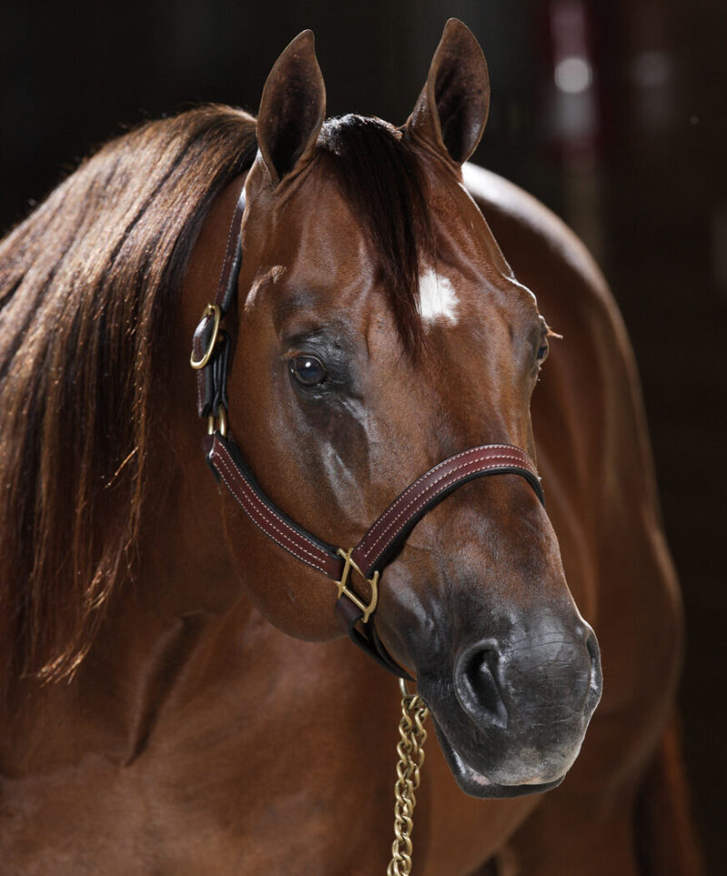 JACS ELECTRIC SPARK - IN FOAL PARTNERS QUARTER HORSE STALLIONS