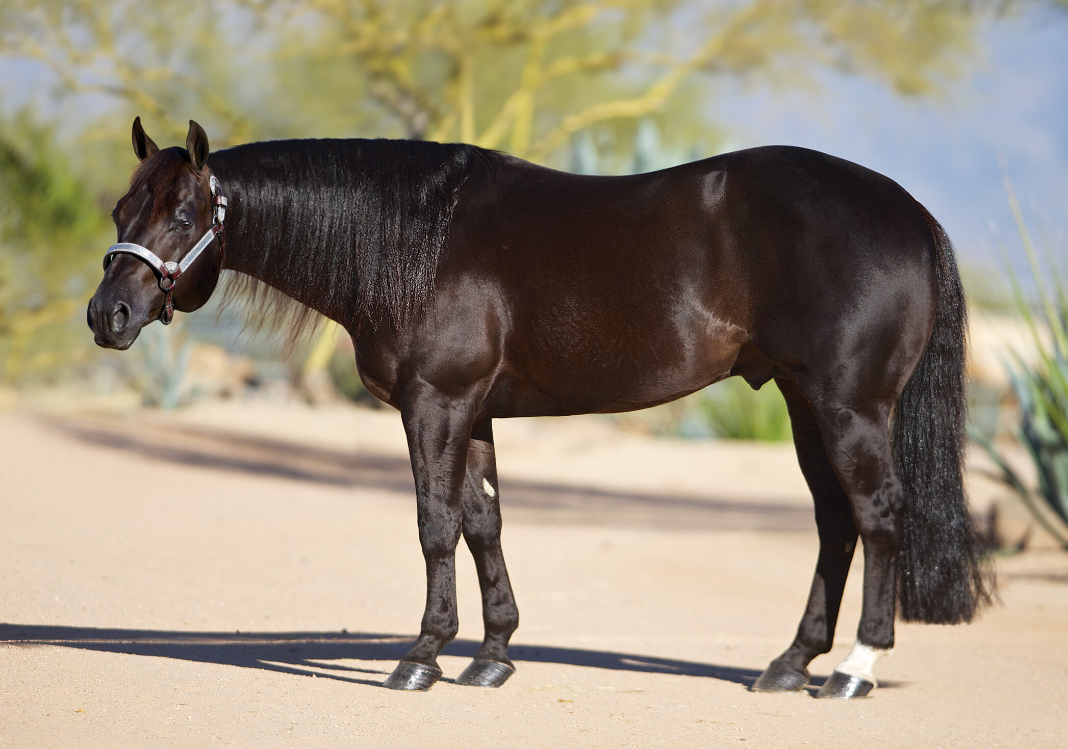 Black-Based Horse Colors – IN FOAL PARTNERS QUARTER HORSE STALLIONS