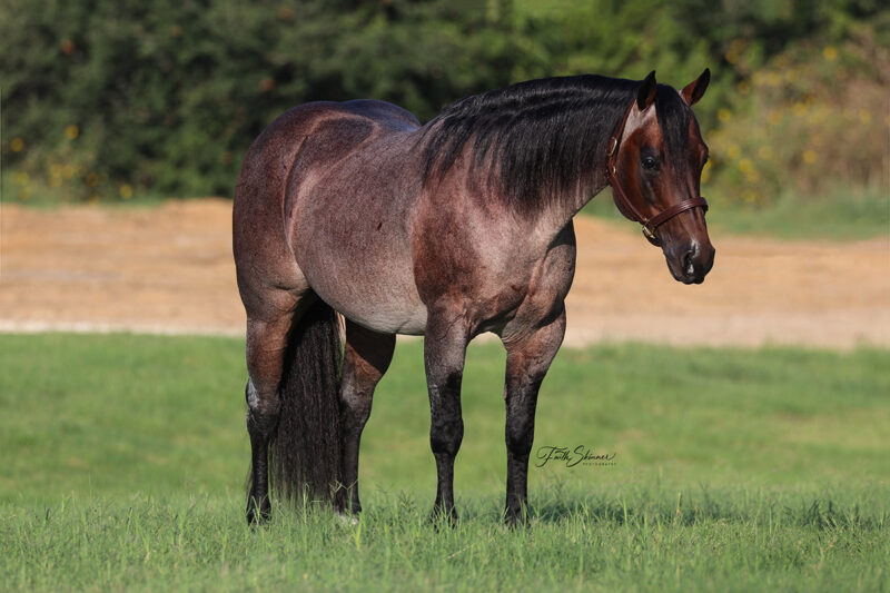 METELES CAT - IN FOAL PARTNERS QUARTER HORSE STALLIONS