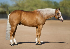 Reining - IN FOAL PARTNERS QUARTER HORSE STALLIONS