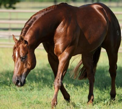 SMART SPOOK - IN FOAL PARTNERS QUARTER HORSE STALLIONS