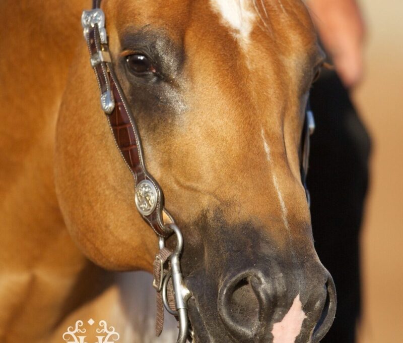 STEPPIN ON SPARKS - IN FOAL PARTNERS QUARTER HORSE STALLIONS