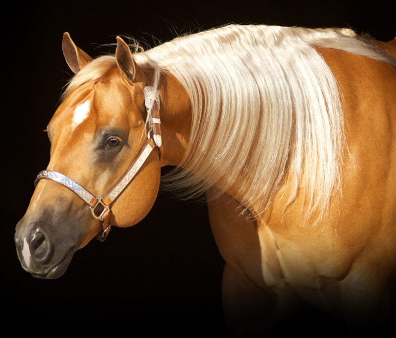 STEPPIN ON SPARKS - IN FOAL PARTNERS QUARTER HORSE STALLIONS